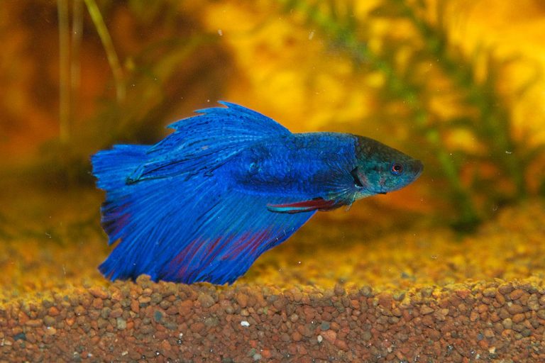 Betta Fish Care Guide