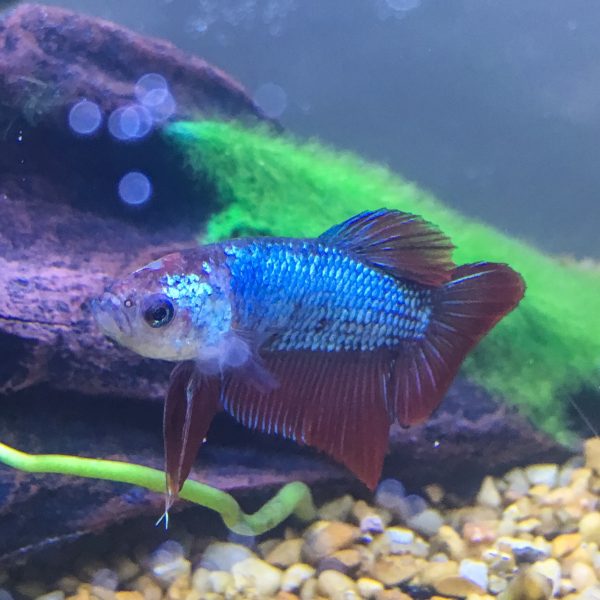 Betta Fish Care Guide