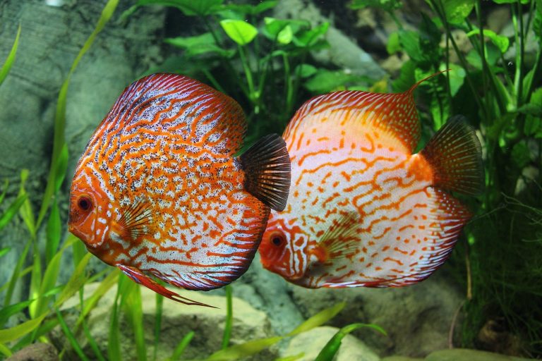 Best Freshwater Fish Foods - Fish Supply Guide