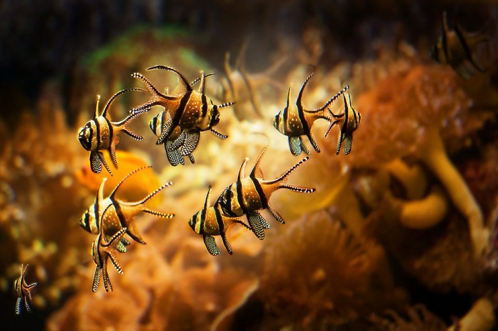 Fish Tank Setup Guide