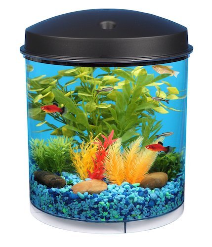 Best 2 Gallon Fish Tanks - Fish Supply Guide