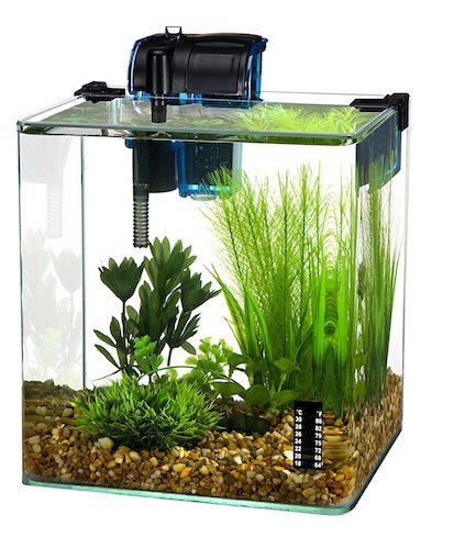 Best 2.5 Gallon Fish Tanks - Fish Supply Guide
