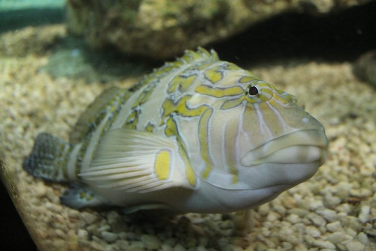 Best 45 Gallon Fish Tanks - Fish Supply Guide