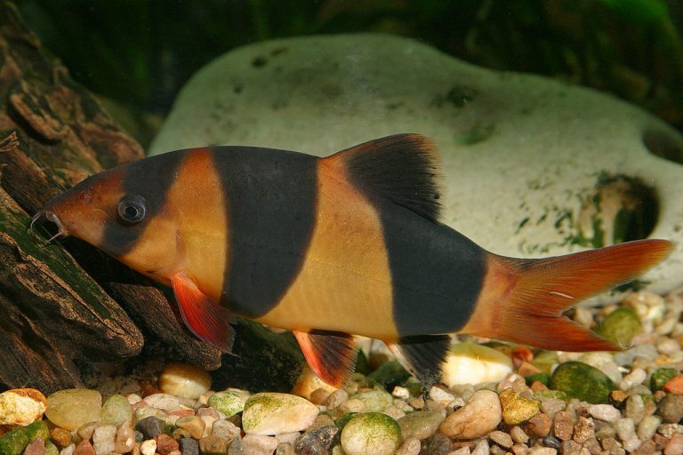 Black Kuhli Loach - Fish Supply Guide
