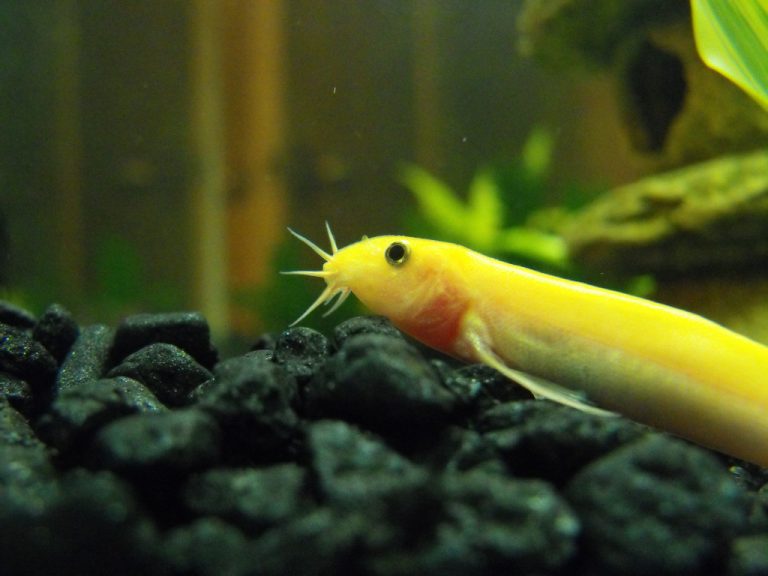 Black Kuhli Loach - Fish Supply Guide