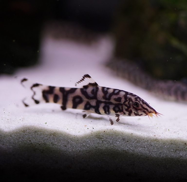 Black Kuhli Loach - Fish Supply Guide
