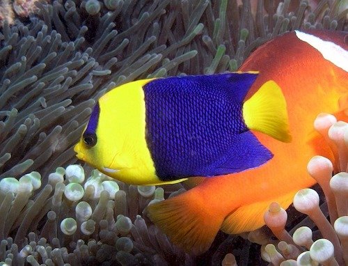 Dwarf Saltwater Angelfish - Fish Supply Guide