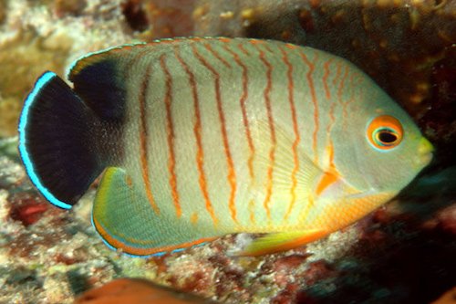 Dwarf Saltwater Angelfish - Fish Supply Guide