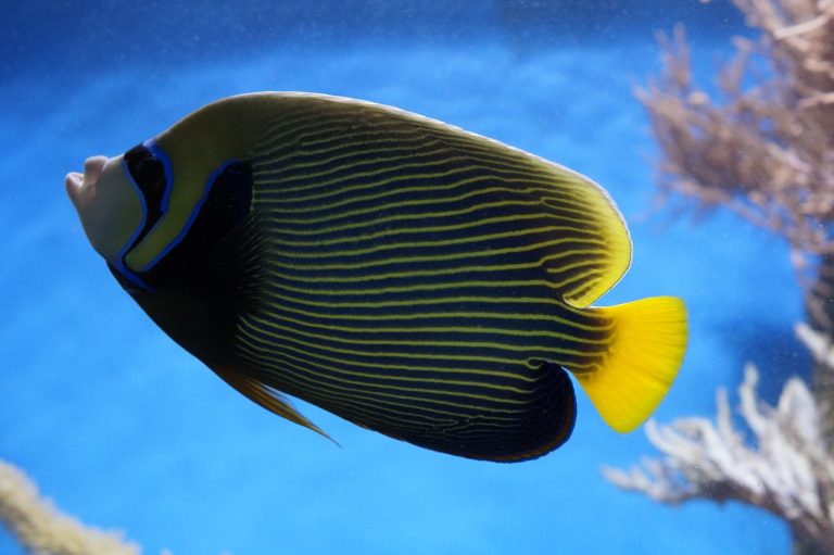 Large Saltwater Angelfish - Fish Supply Guide