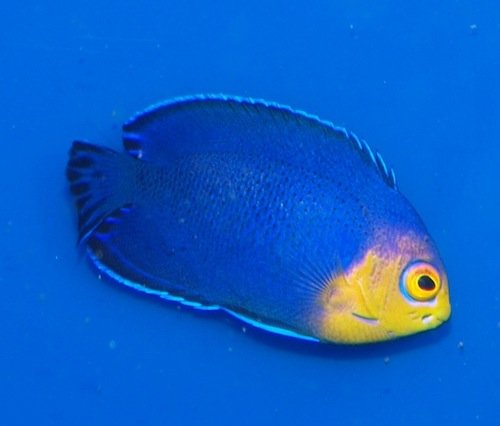 Dwarf Saltwater Angelfish - Fish Supply Guide