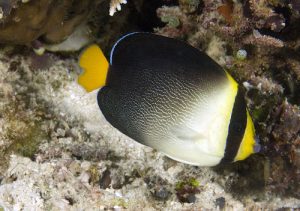 Singapore Angelfish - Fish Supply Guide