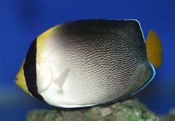 Singapore Angelfish - Fish Supply Guide