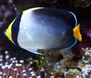 Singapore Angelfish - Fish Supply Guide