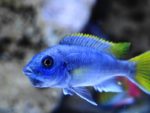 Acei Cichlid - Fish Supply Guide